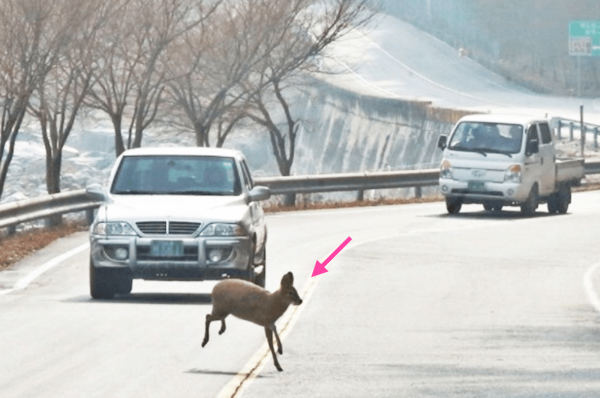 You might think, “Isn’t that a deer? There are deers where I live.”