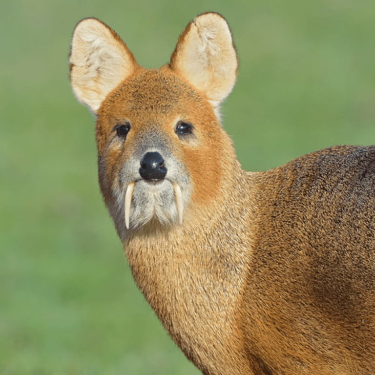 Why is it an animal you’ve never seen before?