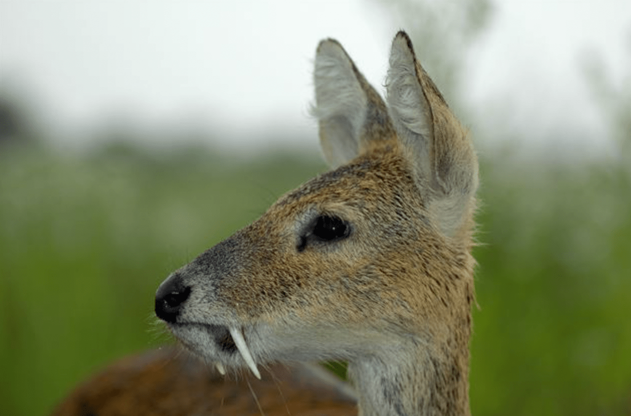 Are there any animals that only live in your country?